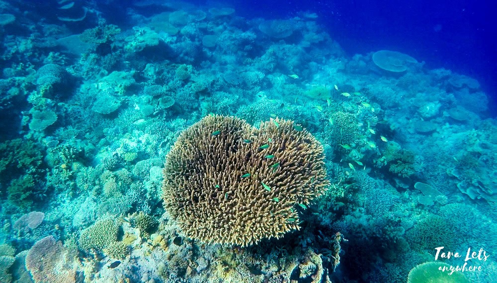 Apo Reef and Pandan Island (Sablayan, Mindoro): Travel Guide + 3 Days ...