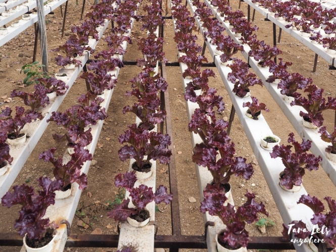 Yoki's Farm in Mendez, Cavite (near Tagaytay): Wholesome Farm ...