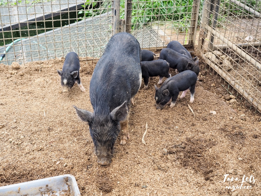 Yoki's Farm: Family-Friendly Farm Experience in Tagaytay - Tara Lets ...