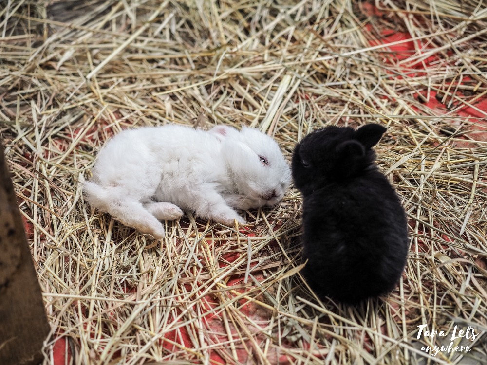 Yoki's Farm: Family-Friendly Farm Experience in Tagaytay - Tara Lets ...