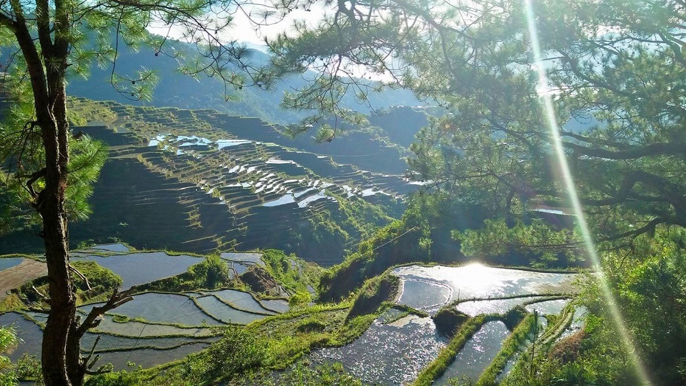 DIY Guide to Maligcong Rice Terraces and Mount Kupapey (Kofafey) - Tara ...