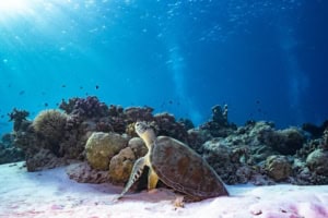 15 BEST Ecotourism Spots in the Philippines - Tara Lets Anywhere