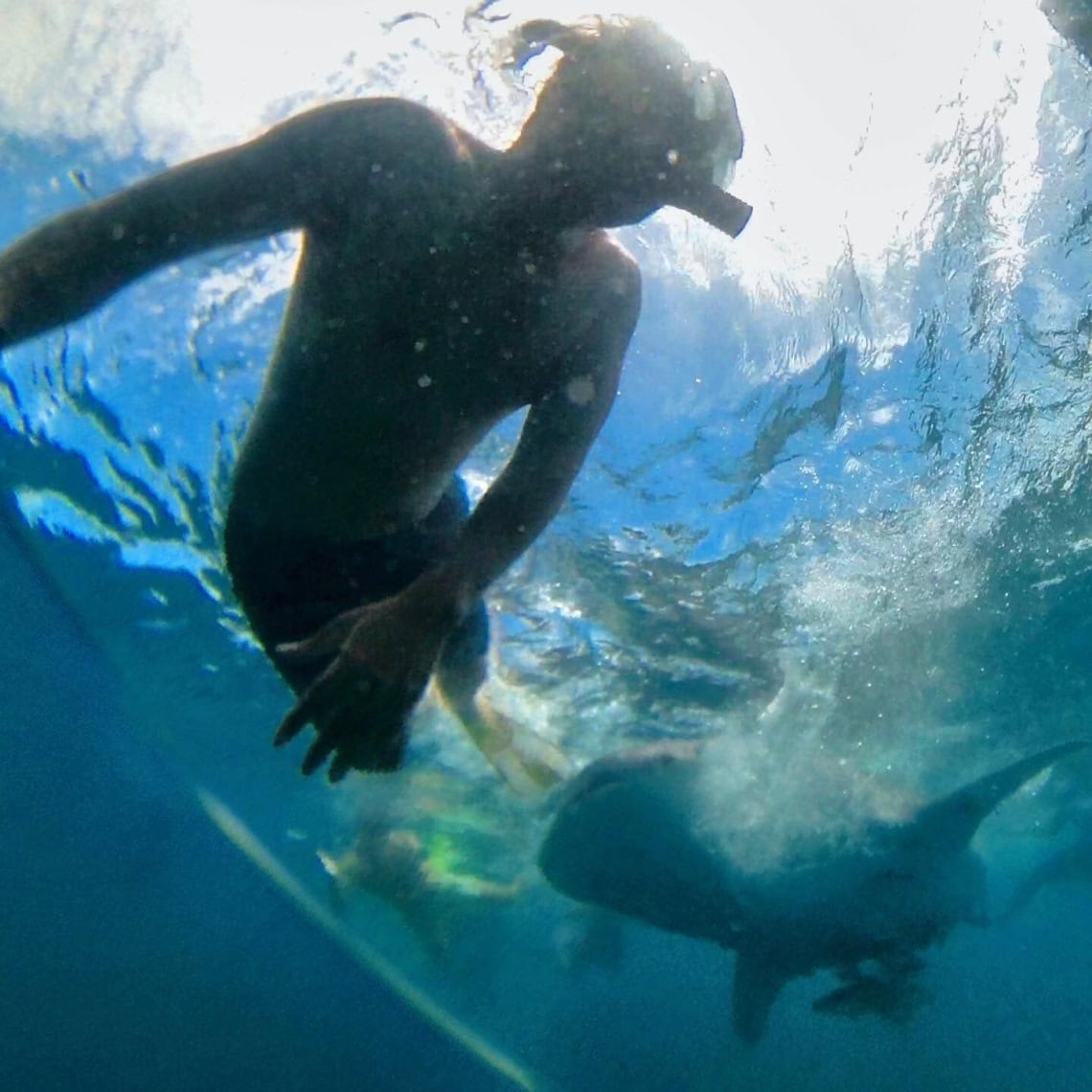 Donsol Whale Sharks: The Gentle Giants of Sorsogon - Tara Lets Anywhere