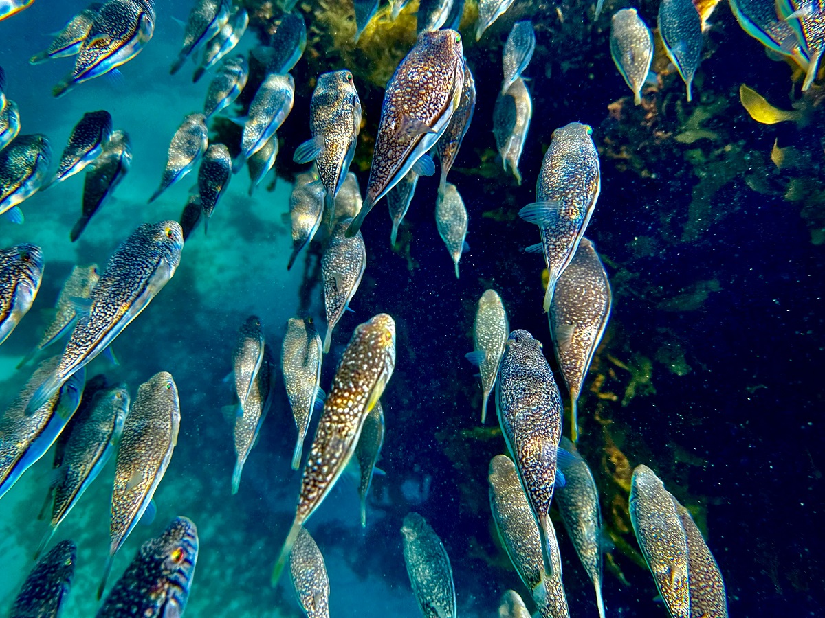 11 FREE Things to Do in Perth for Budget Explorers - Tara Lets Anywhere