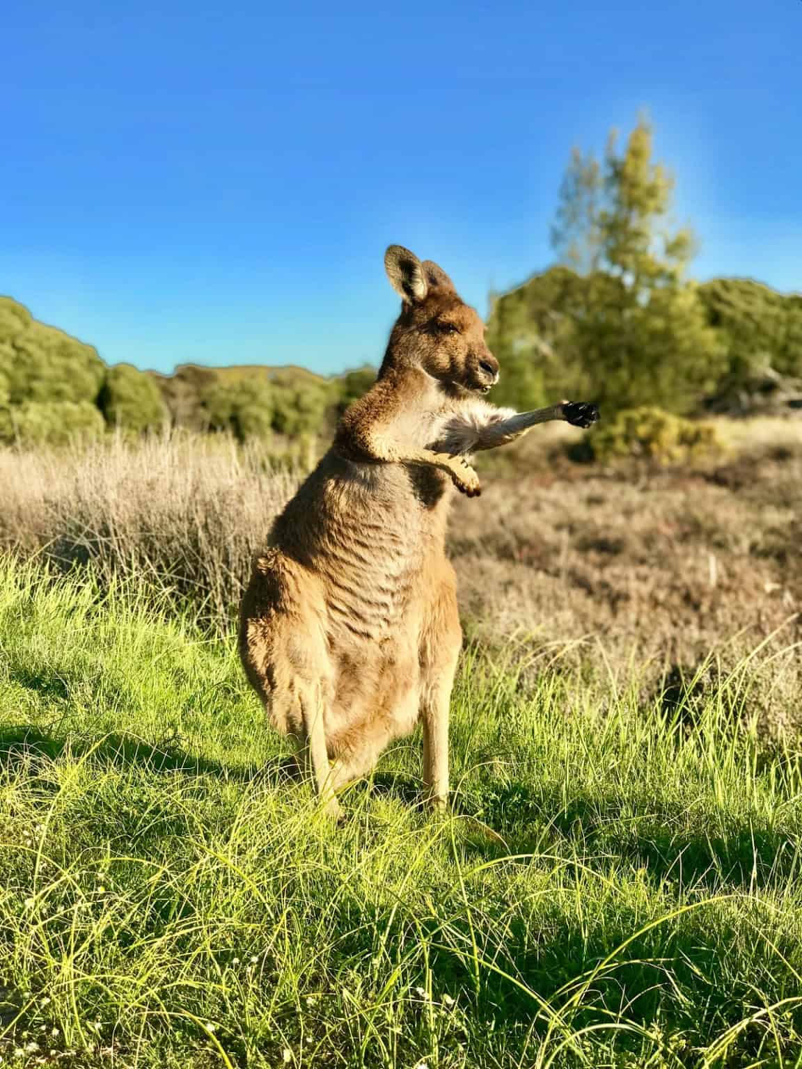 11 FREE Things to Do in Perth for Budget Explorers - Tara Lets Anywhere